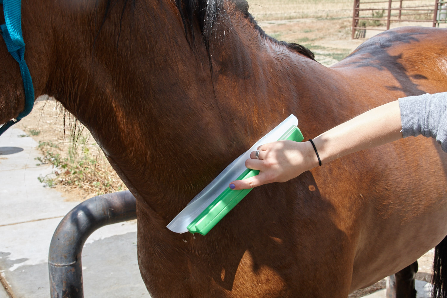 One Pass Waterblade - Horse and Livestock Body Blade Sweat Scraper with ...